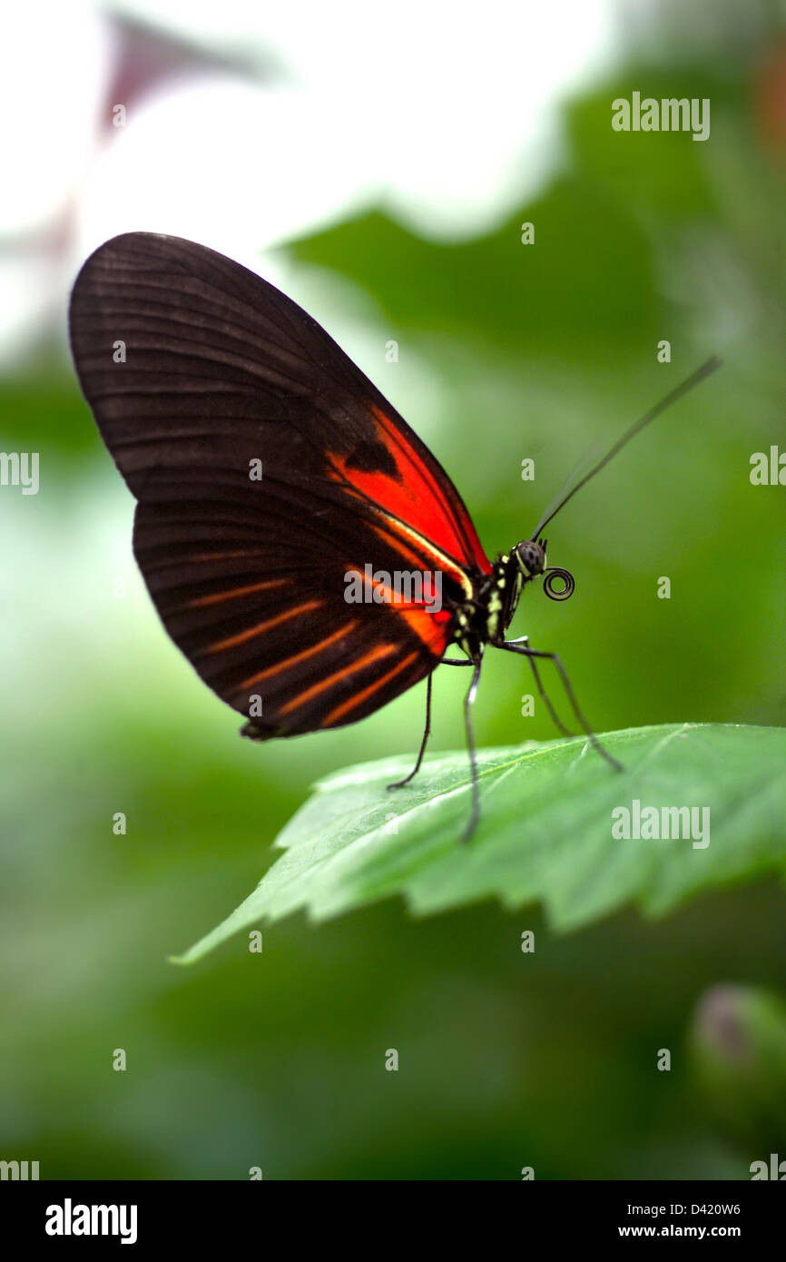 Postman Butterfly, Common Postman, Postman (Heliconius melpomene Stock ...