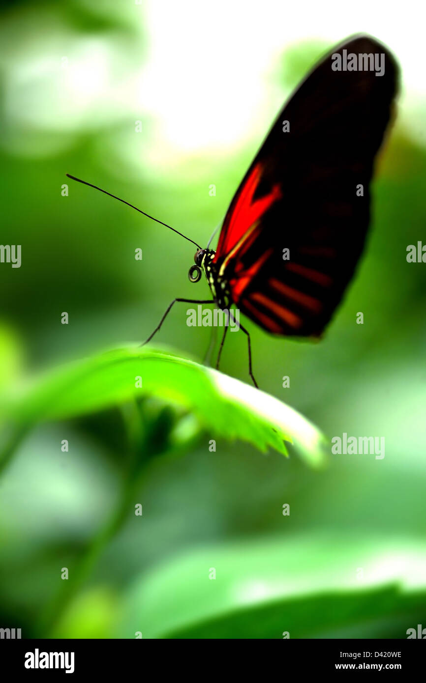 Postman Butterfly, Common Postman, Postman (Heliconius melpomene Stock ...