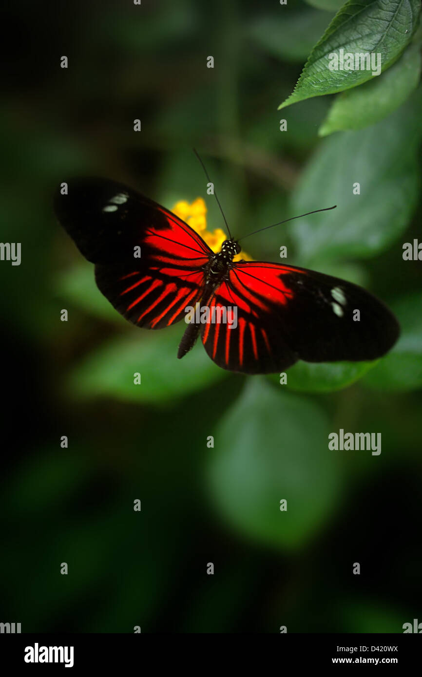 Postman Butterfly, Common Postman, Postman (Heliconius melpomene Stock ...
