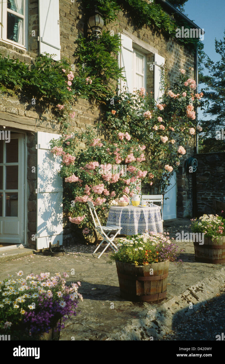 Pink climbing roses on French country house with white shutters on ...