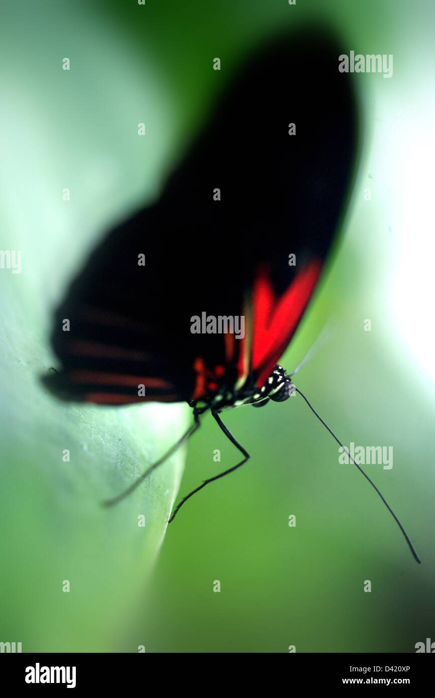 Postman Butterfly, Common Postman, Postman (Heliconius melpomene Stock ...