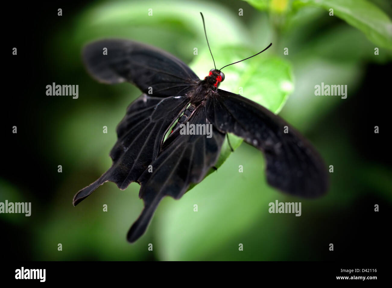 Exotic black butterfly Stock Photo - Alamy