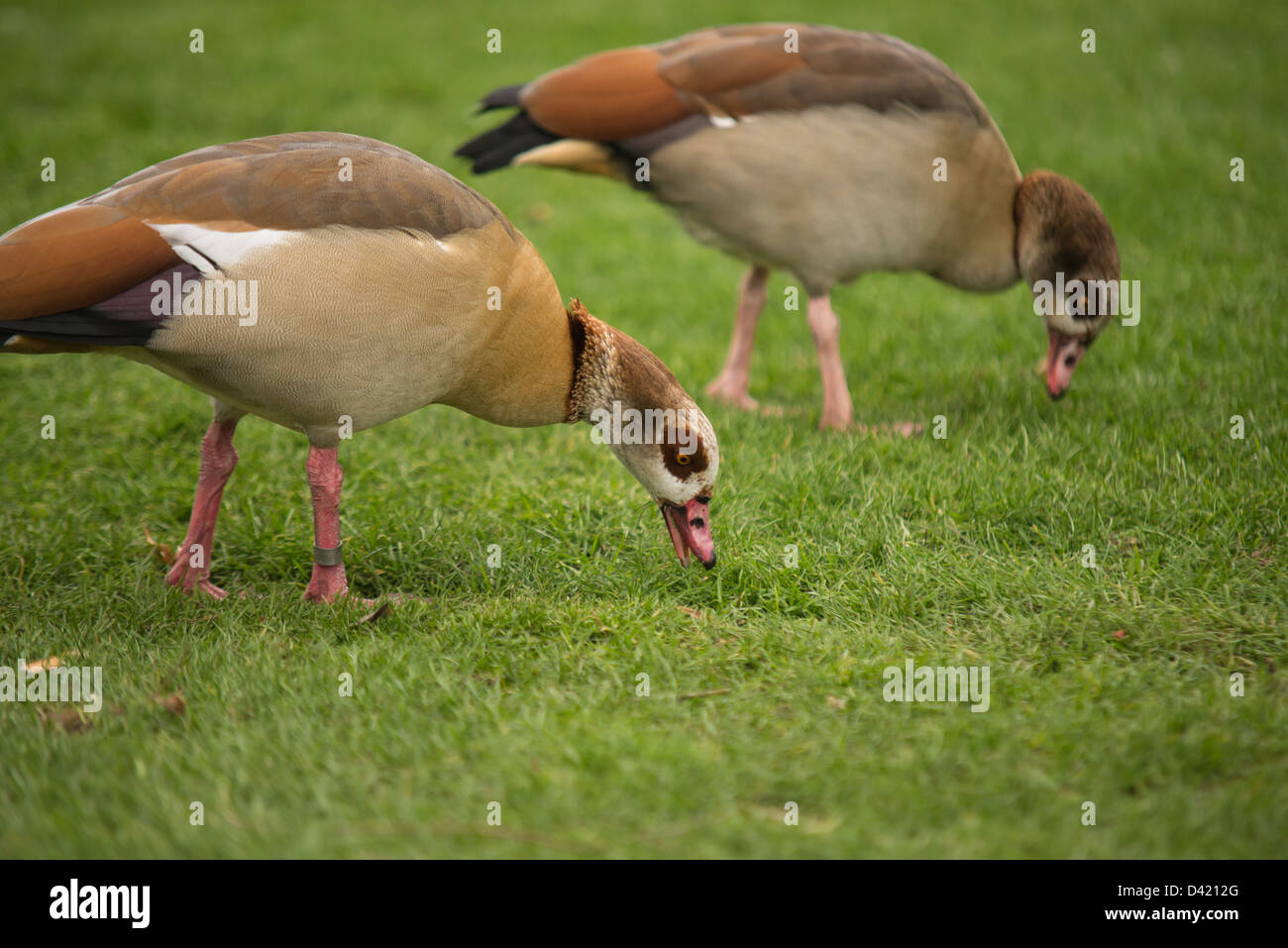 Duck biology hi-res stock photography and images - Alamy
