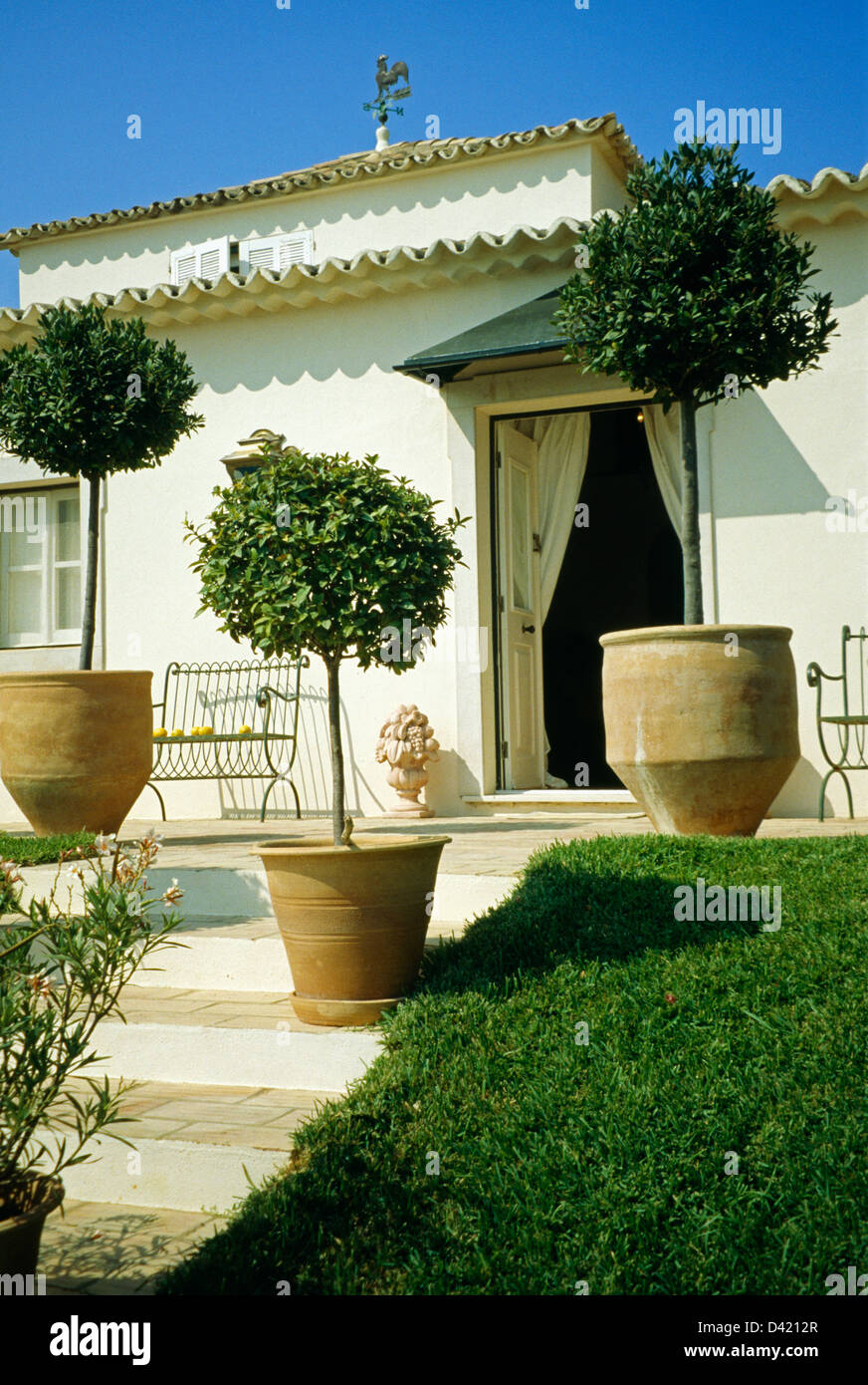 Small clipped trees in terracotta pots on steps leading up to ...