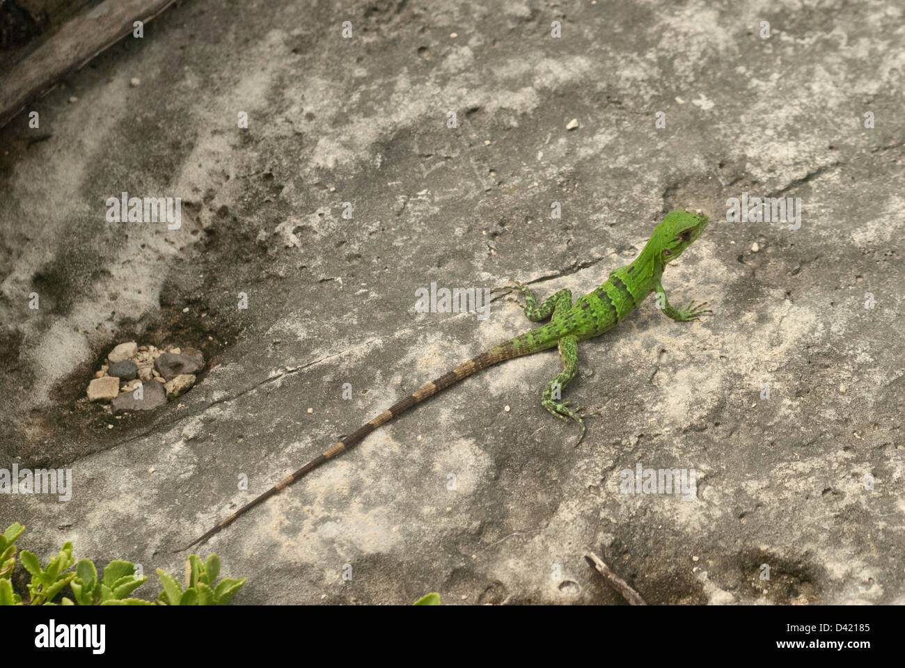 Green Lizard on rock Stock Photo - Alamy