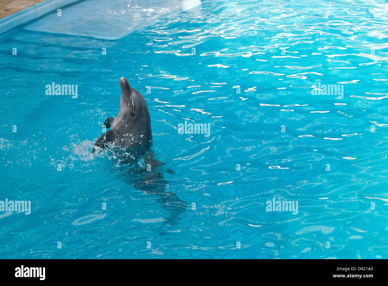 Dolphin in water Stock Photo - Alamy