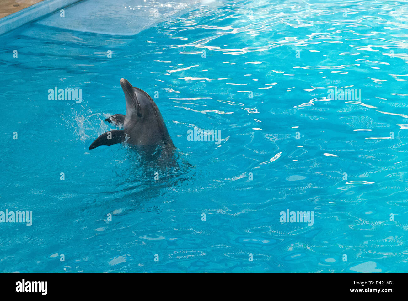 Dolphin clapping in water Stock Photo - Alamy