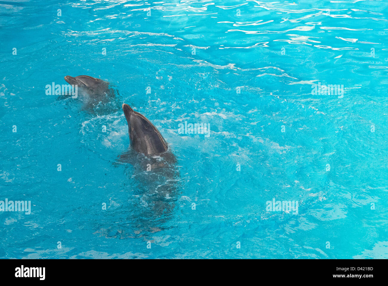 Dolphins having fun in water Stock Photo - Alamy