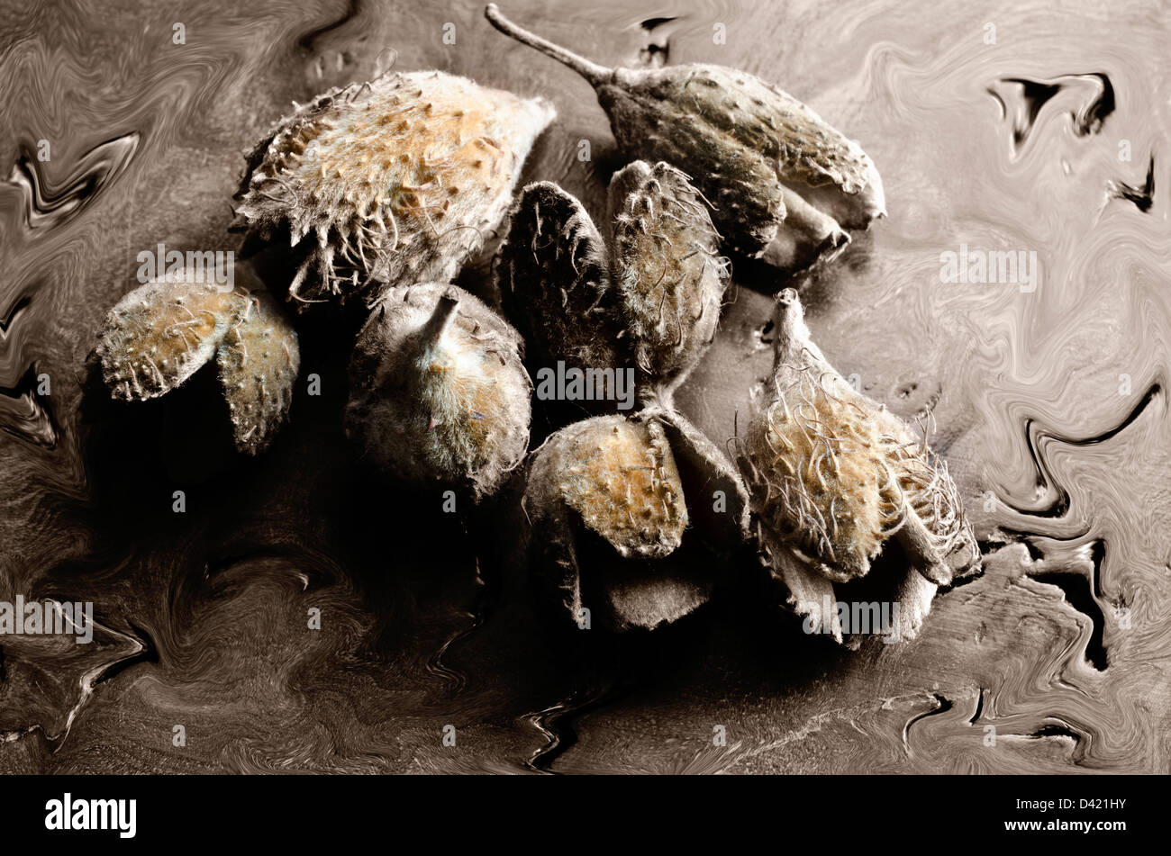 Prickly shells hi-res stock photography and images - Alamy