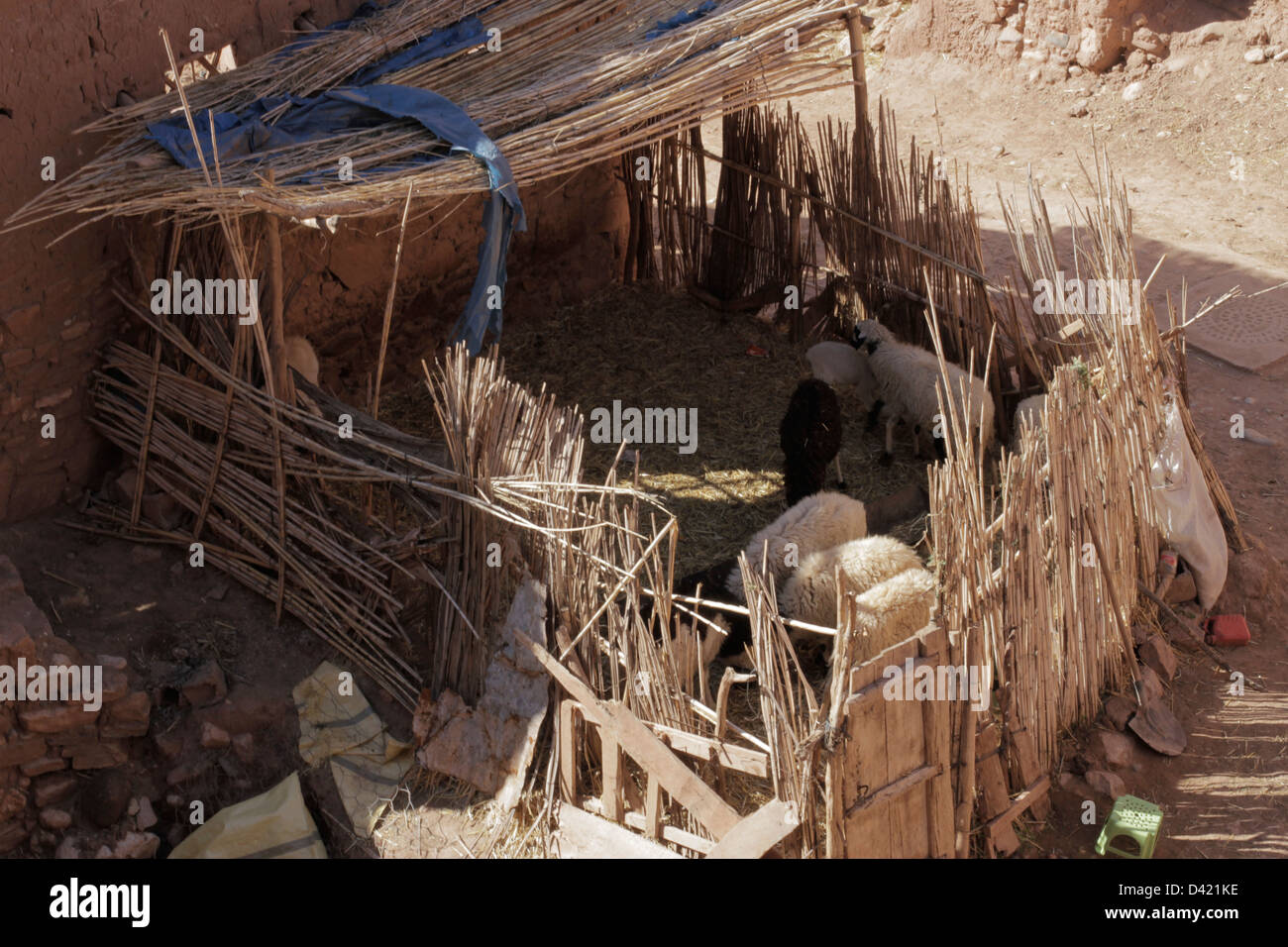 Marrakesh morocco sheep hi-res stock photography and images - Alamy