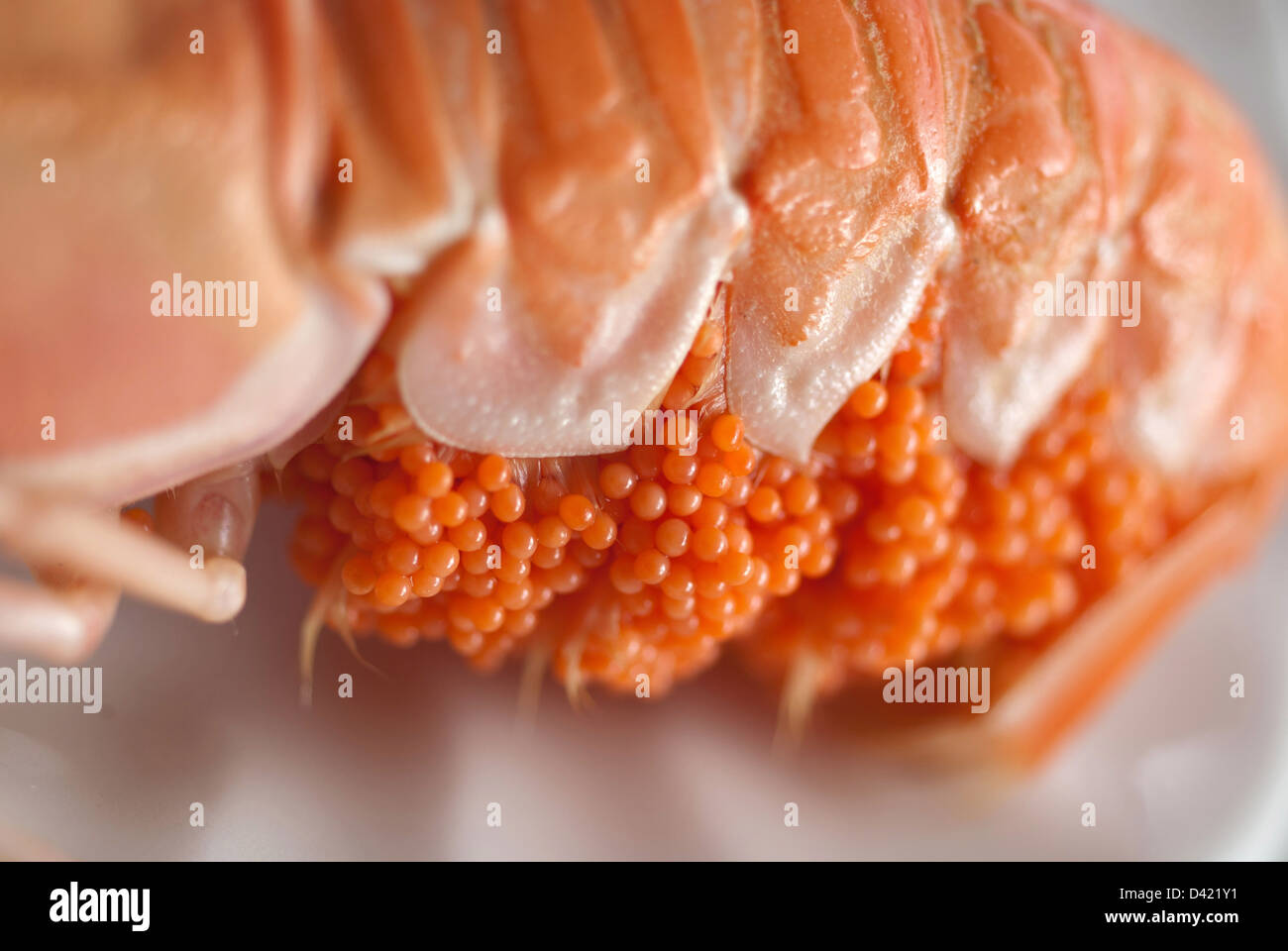 Dublin Bay prawns with roe Stock Photo - Alamy