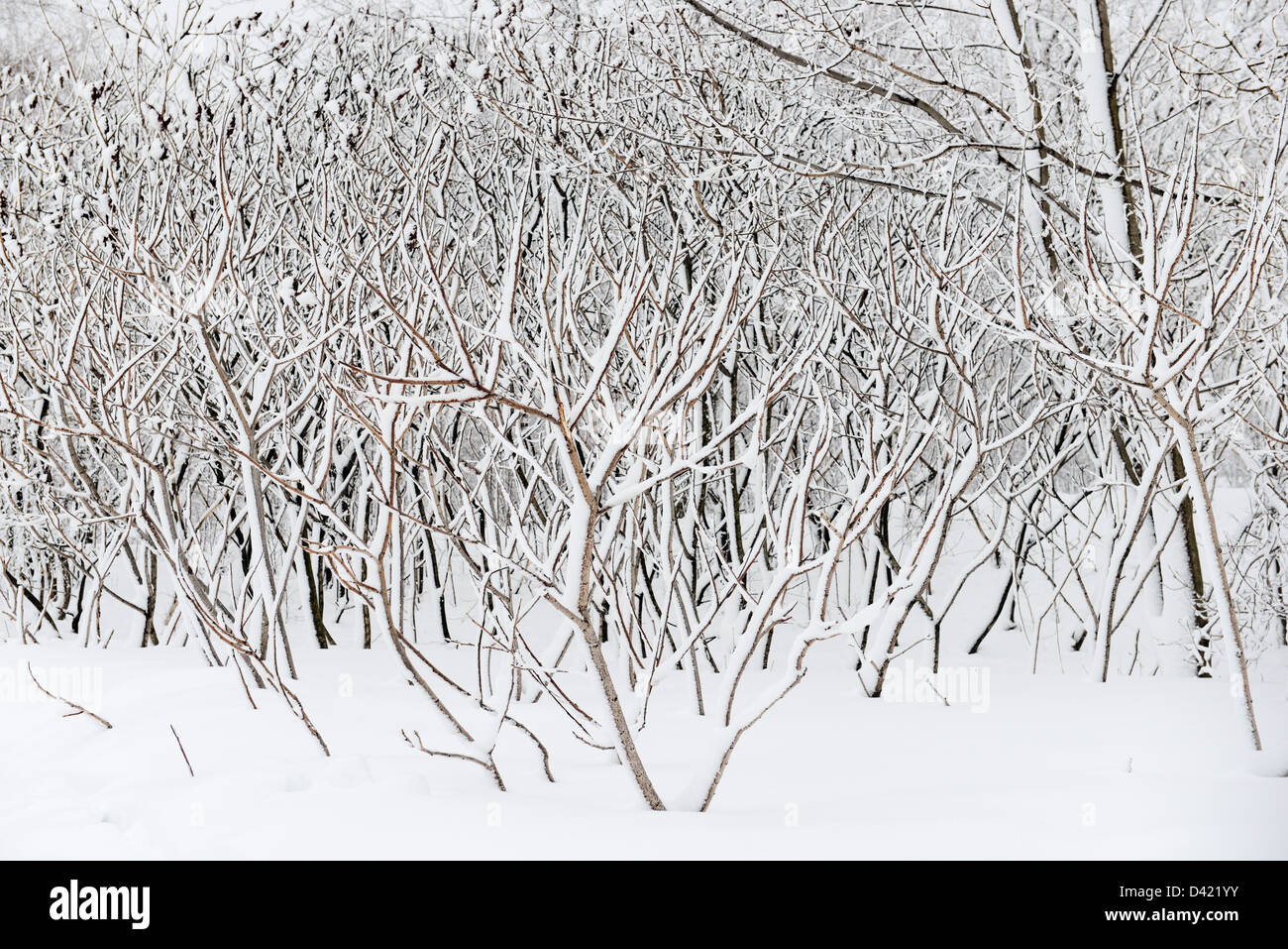 Snow covered trees and trails in Mont Royal Park in Winter, Parc du ...