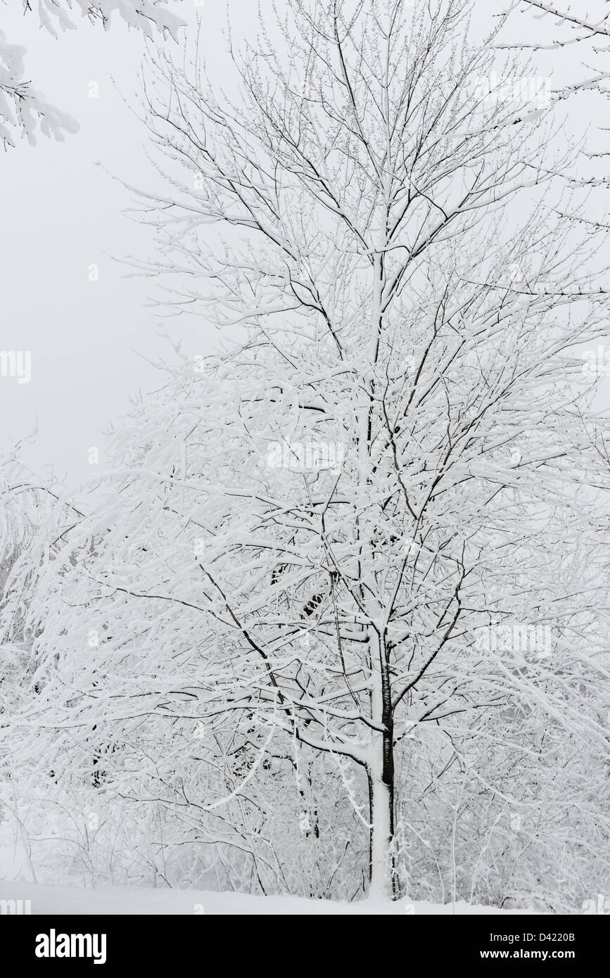 Parc du mont royal winter hi-res stock photography and images - Alamy