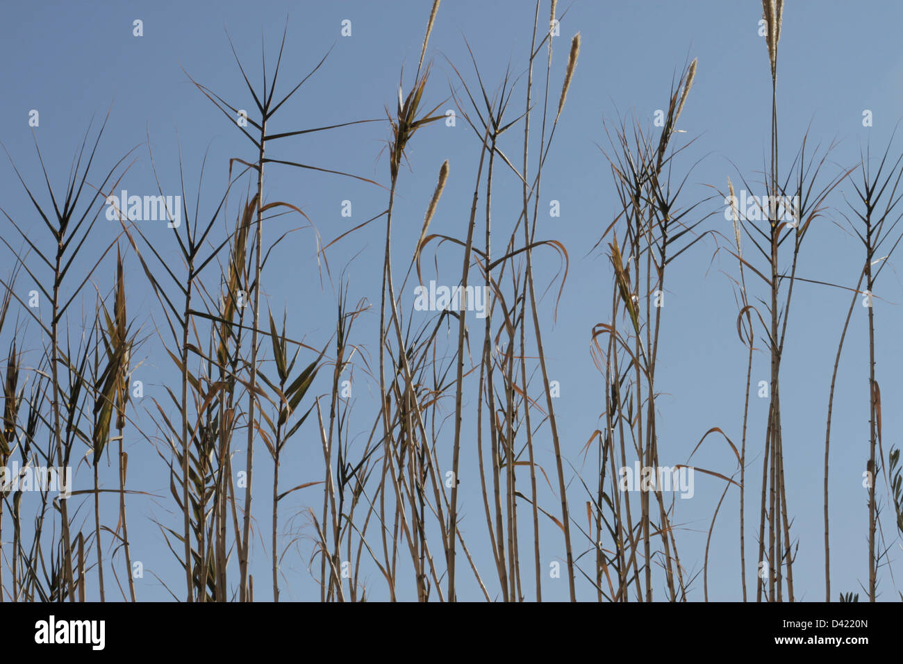 Wild grass in Morocco Stock Photo - Alamy