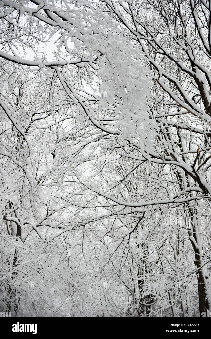 Snow covered trees and trails in Mont Royal Park in Winter, Parc du ...