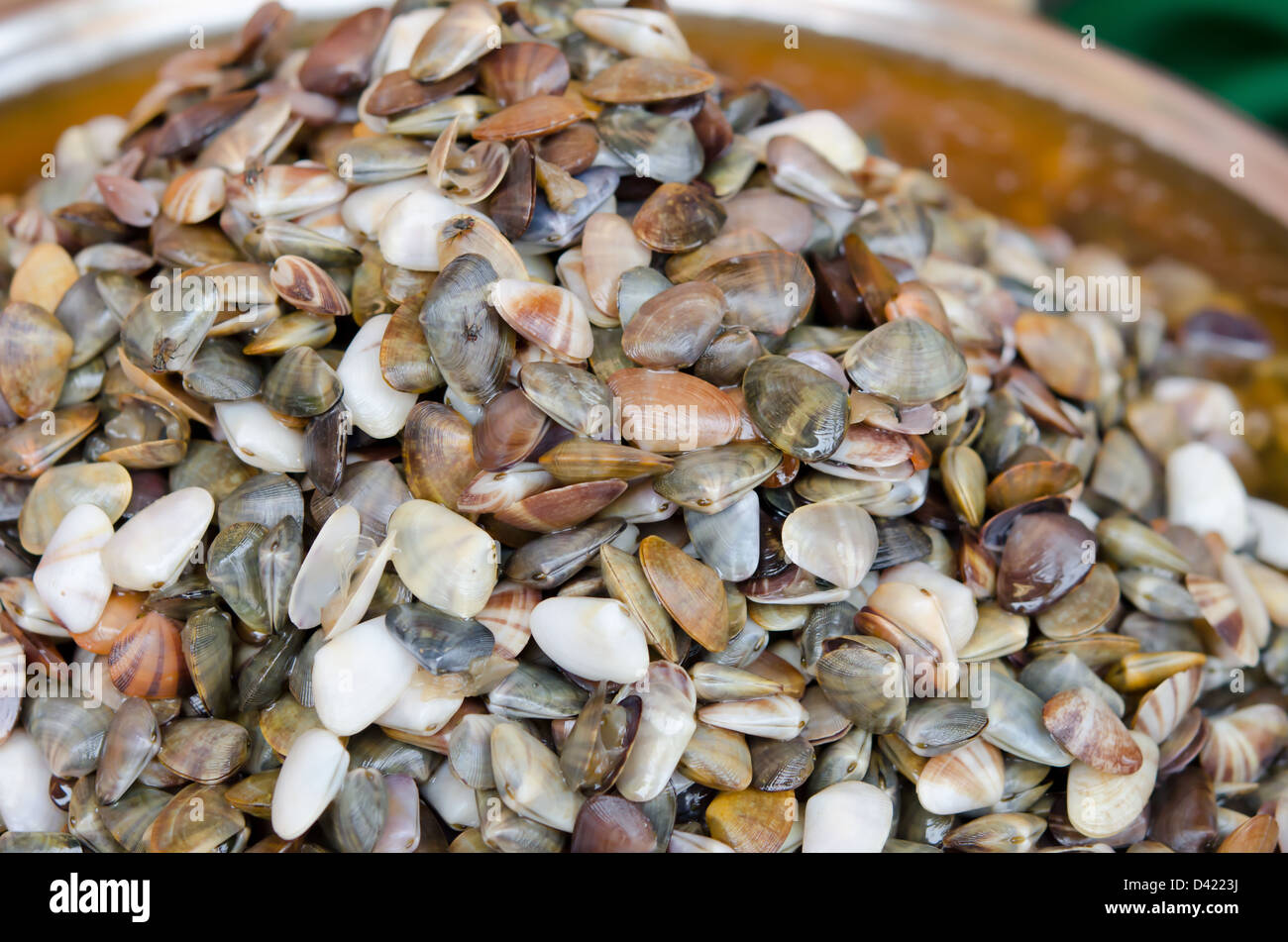 pickled banded wedge shell in market , Thailand Stock Photo - Alamy