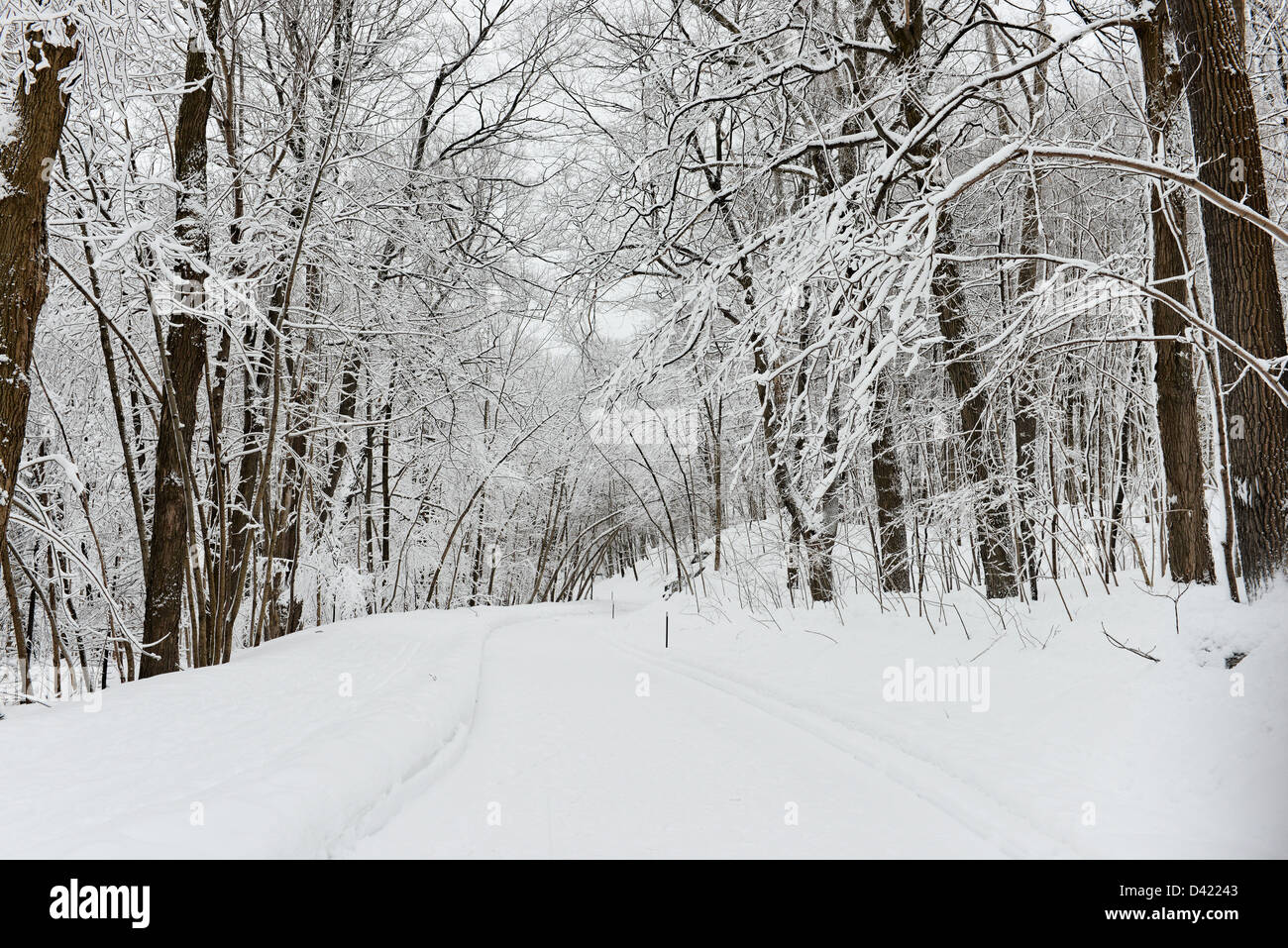 Snow covered trees and trails in Mont Royal Park in Winter, Parc du ...