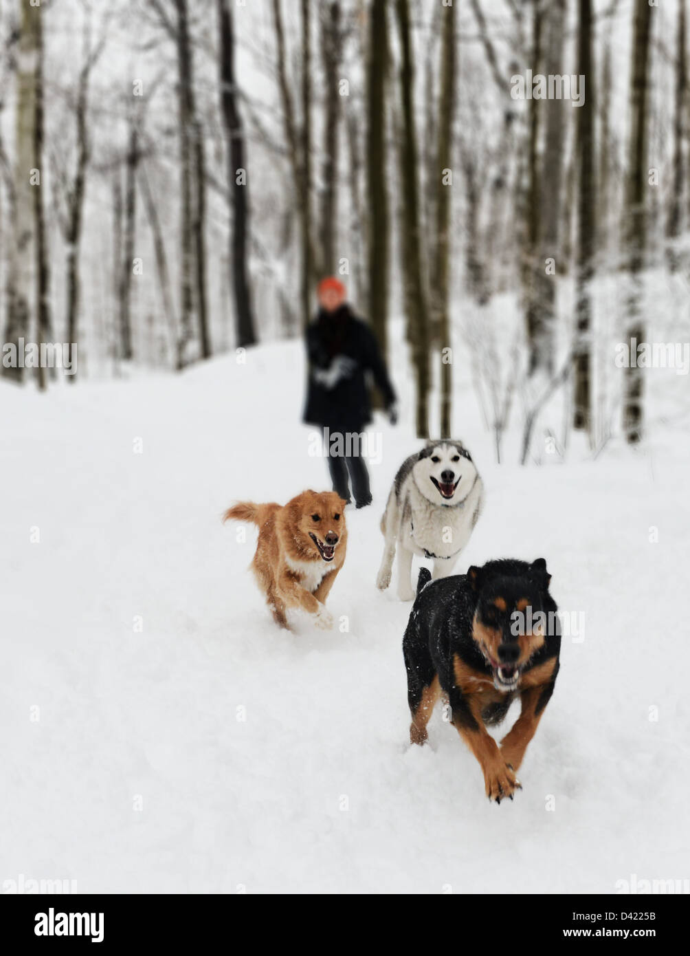 Dogs playing in park hi-res stock photography and images - Alamy
