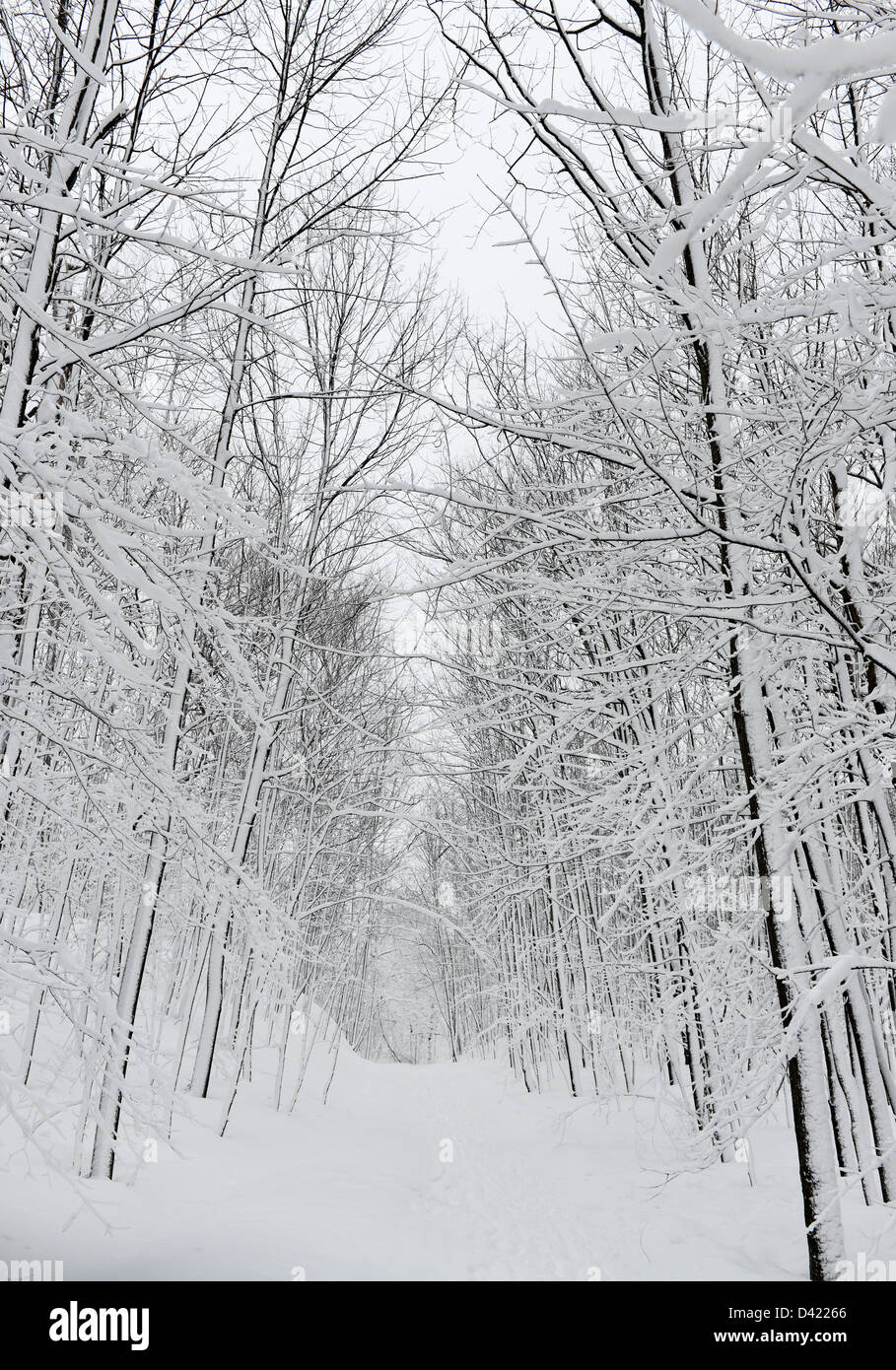 Plateau montreal mount royal park hi-res stock photography and images ...