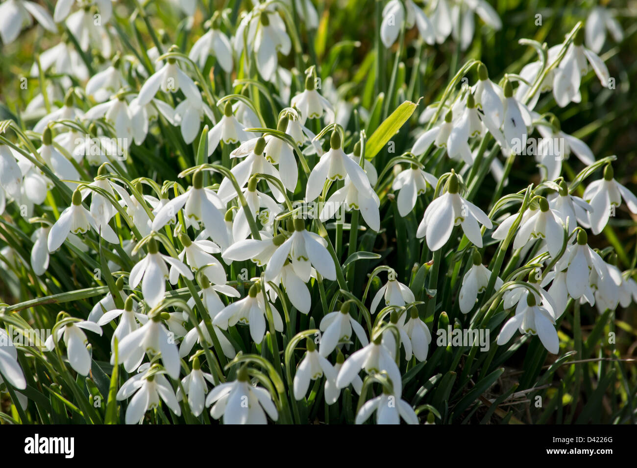 Lovely snowdrops hi-res stock photography and images - Alamy
