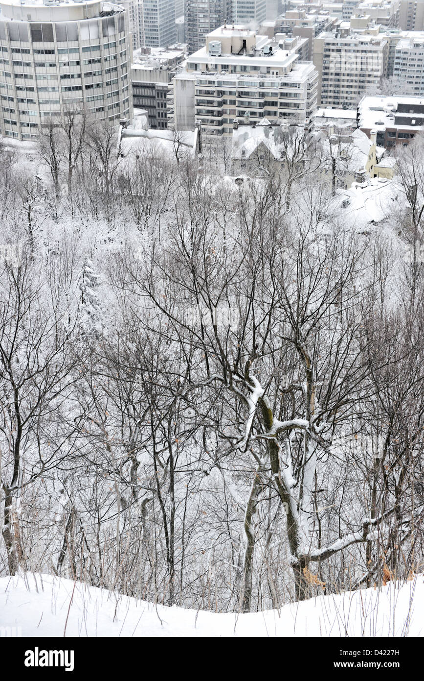 Snow covered trees and trails in Mont Royal Park in Winter, Parc du ...