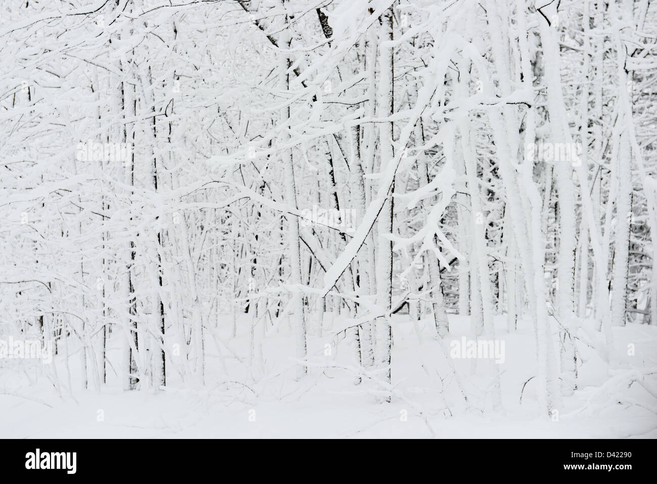 Plateau montreal mount royal park hi-res stock photography and images ...