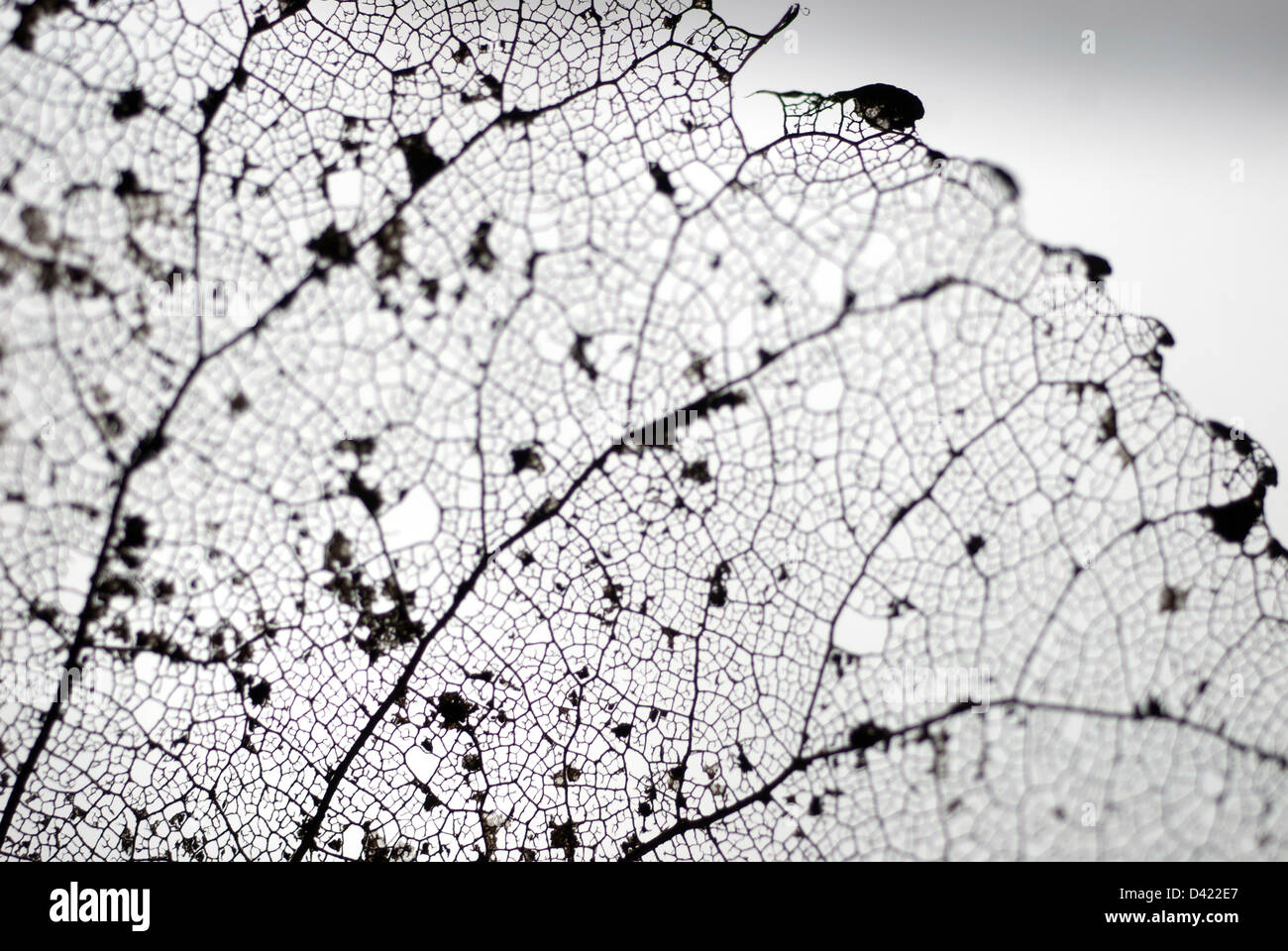 Fine detail of old decayed leaf Stock Photo - Alamy