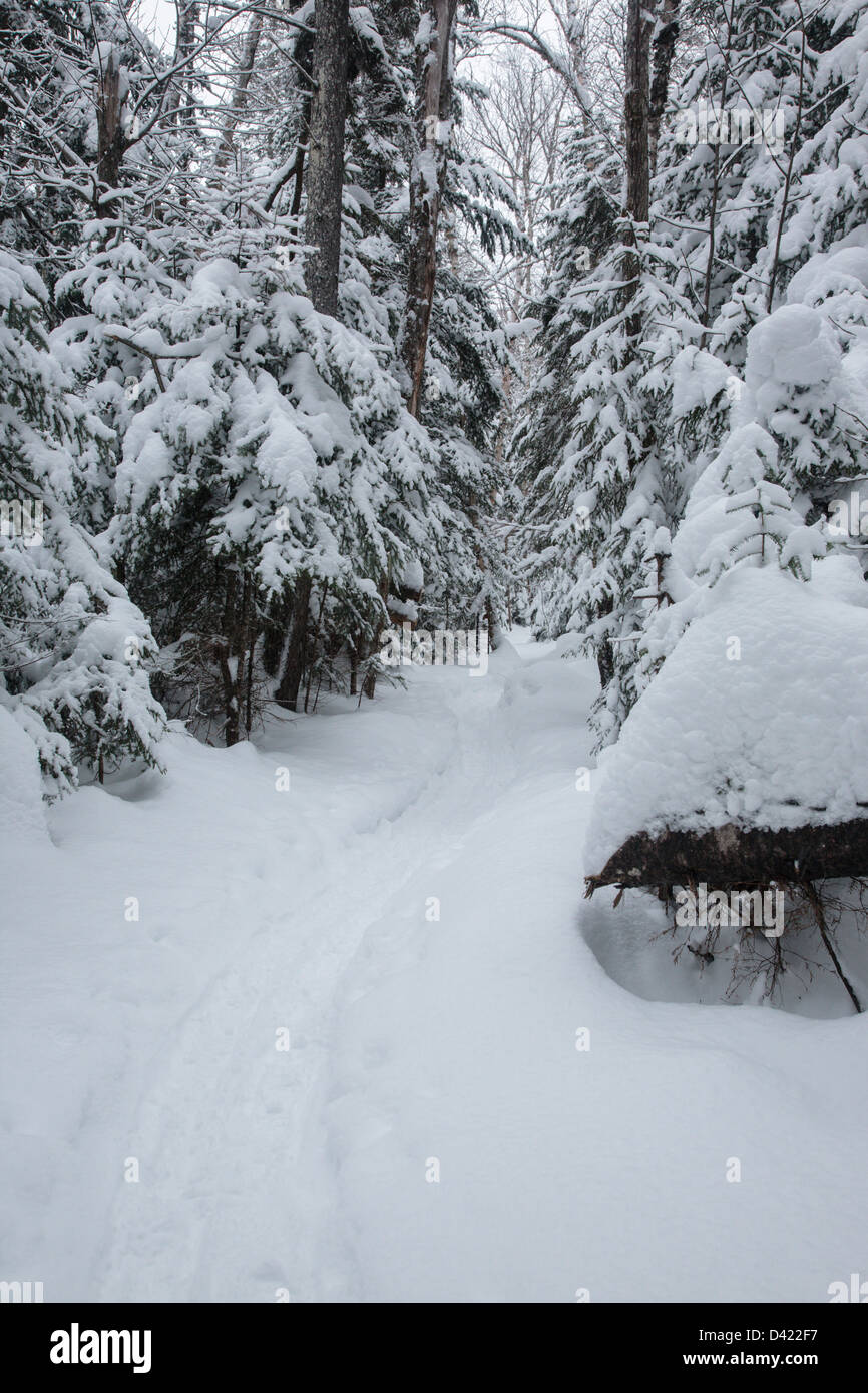 Fresh snowshoe tracks along the Hancock Notch Trail after a dusting of ...