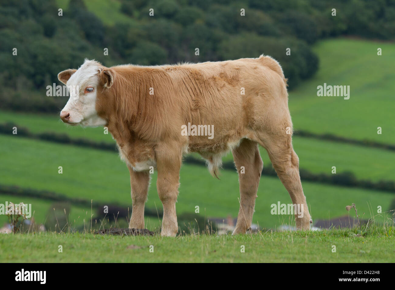 English hillside hi-res stock photography and images - Alamy