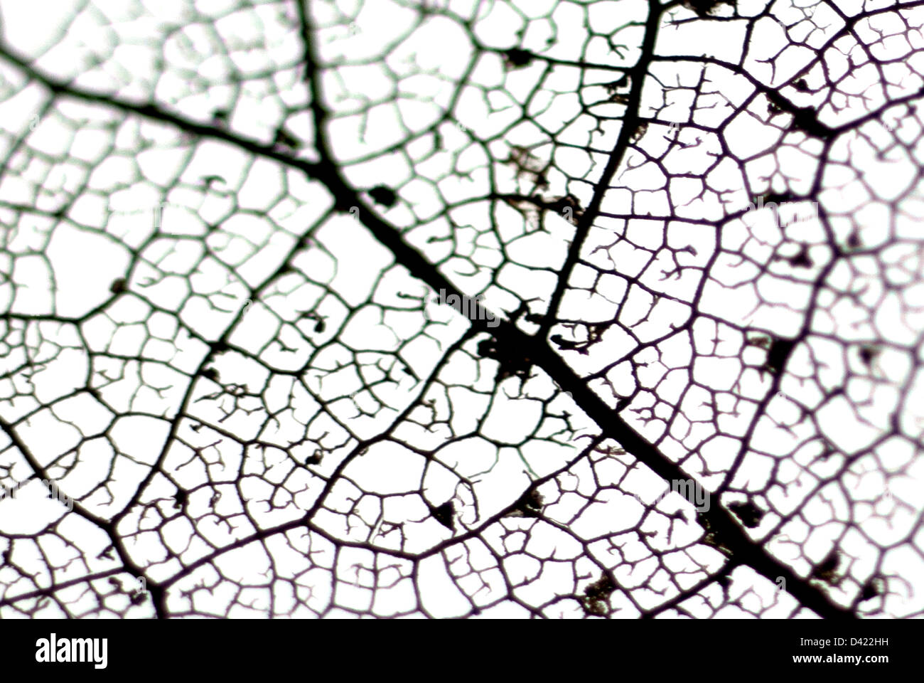 Fine detail of old decayed leaf Stock Photo - Alamy