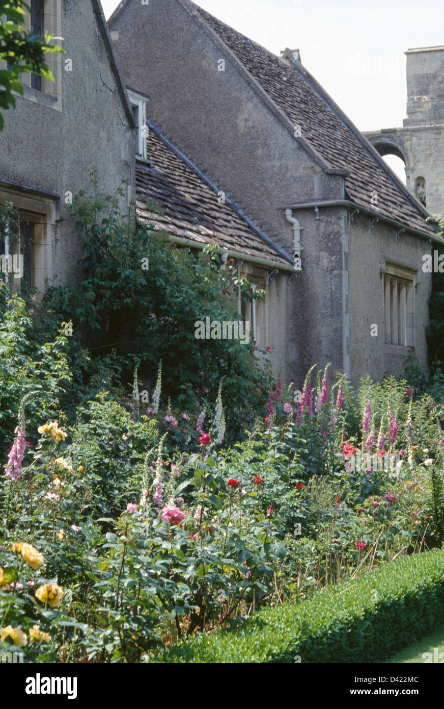 Pink foxgloves growing in summer border with low clipped box hedge in ...