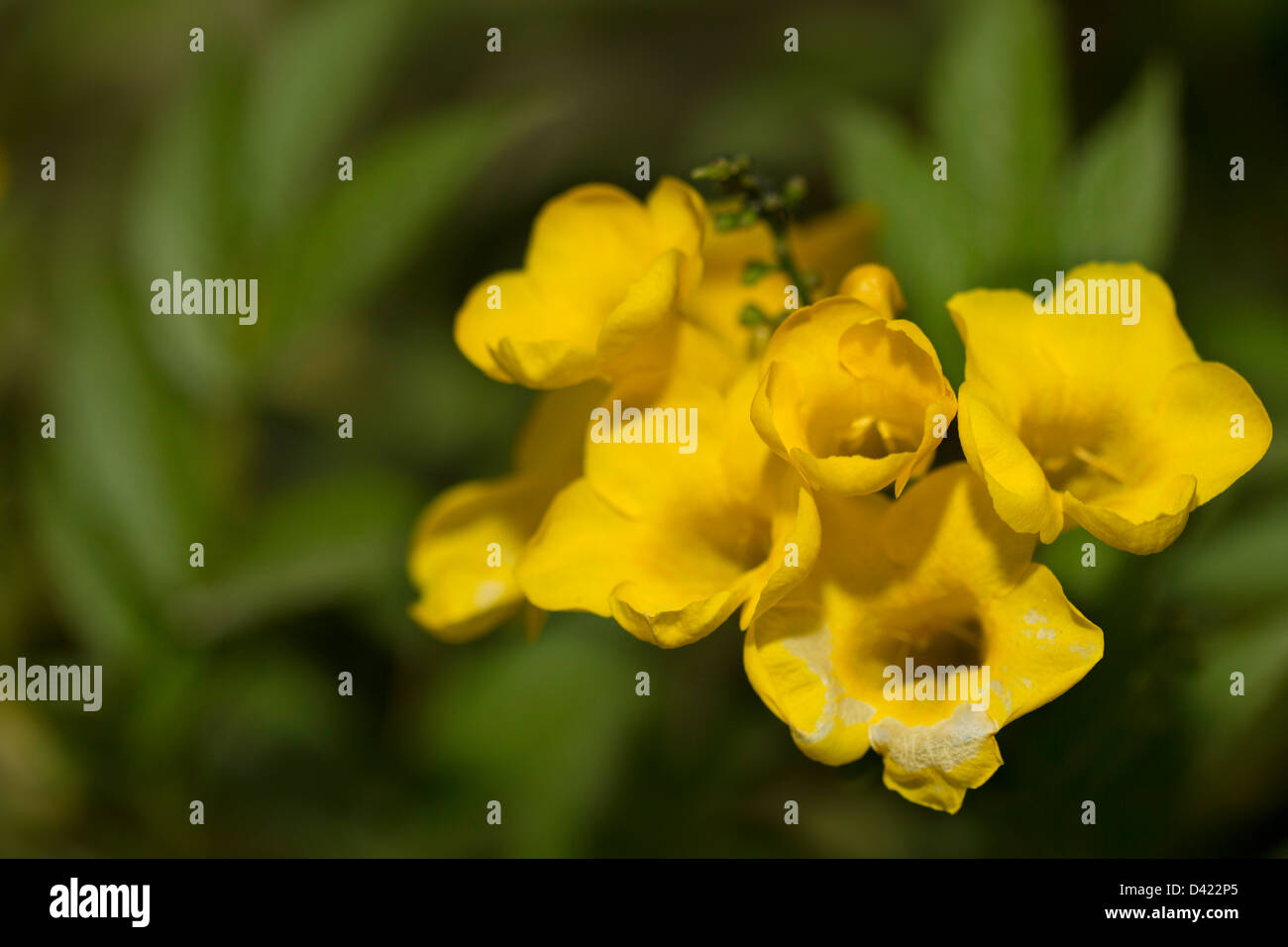 Vibrant yellow and green hi-res stock photography and images - Alamy