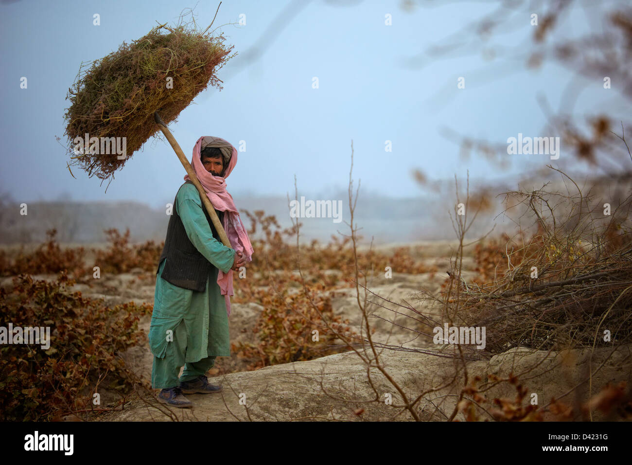 An Afghan Man gathers sticks to warm his hut during the cold winter ...