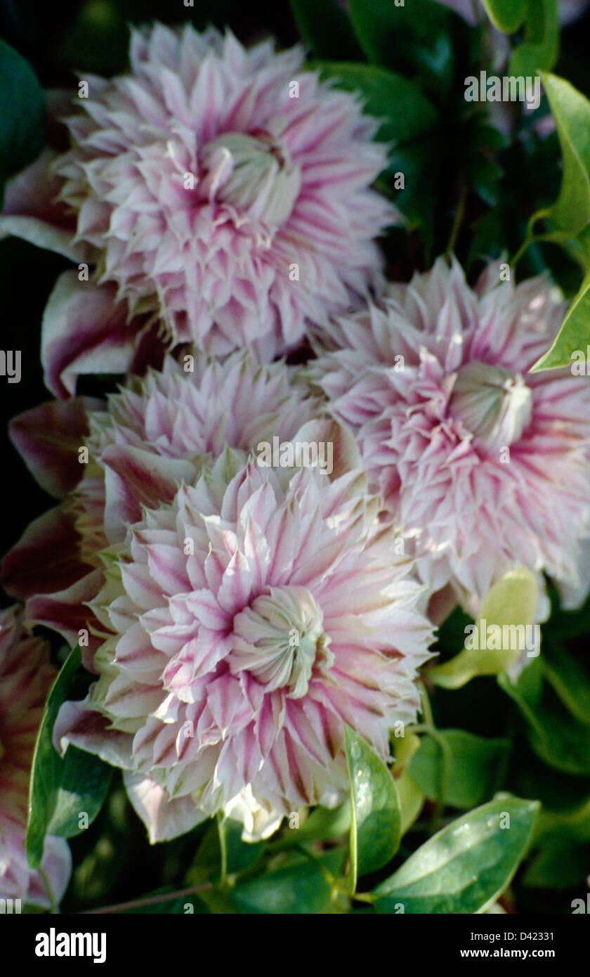 Close-up of pink double clematis flowers Stock Photo - Alamy