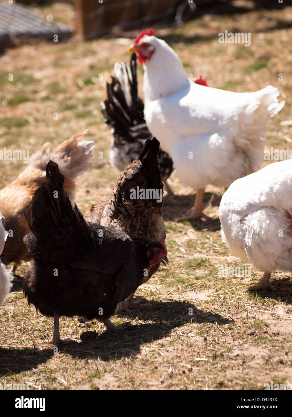 Free range foraging chicken at an organic farm Stock Photo - Alamy