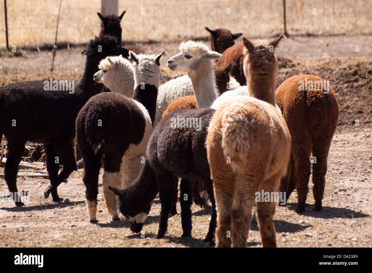 Grouop of alpacas on the ranch Stock Photo - Alamy