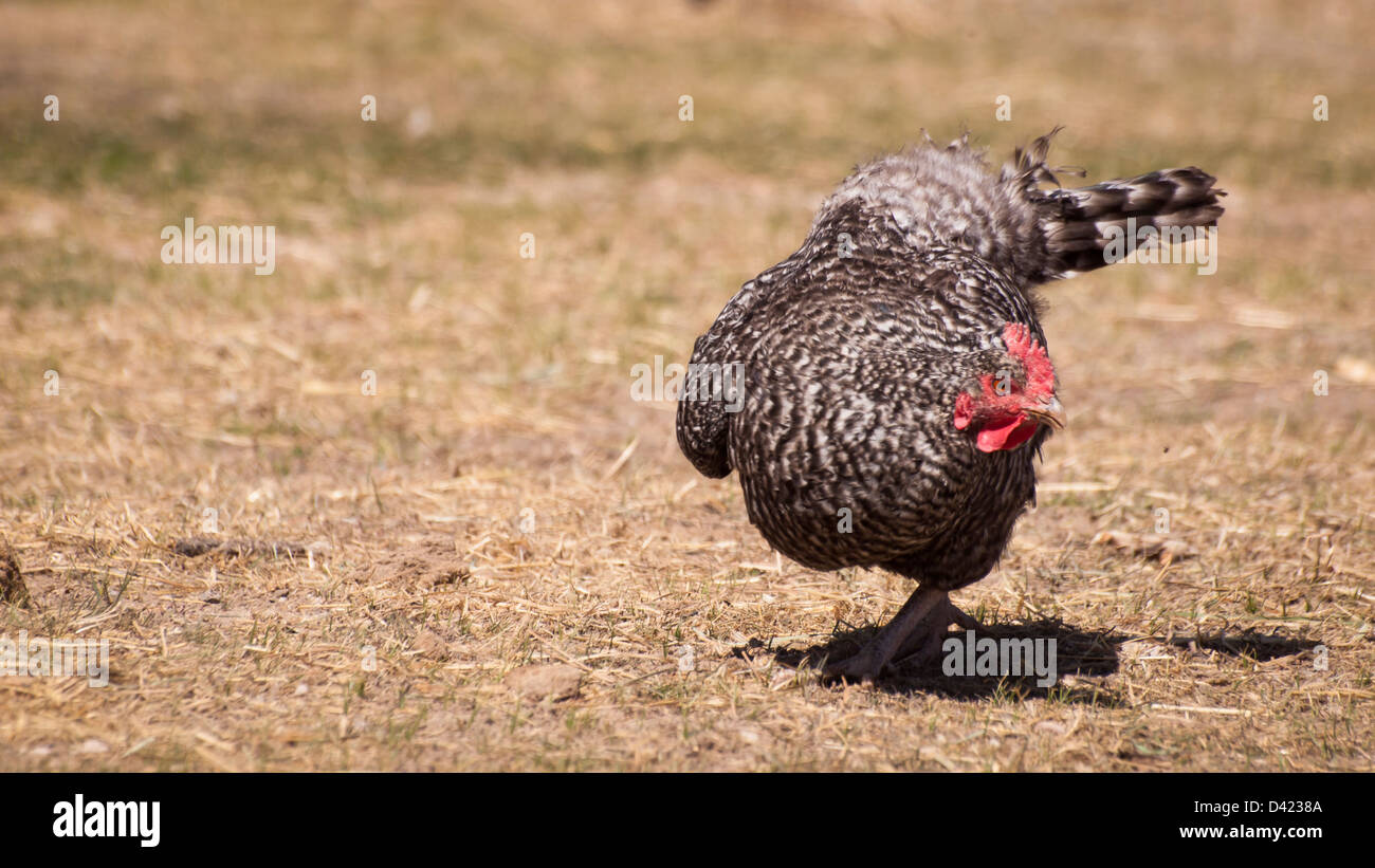 Free range foraging chicken at an organic farm Stock Photo - Alamy