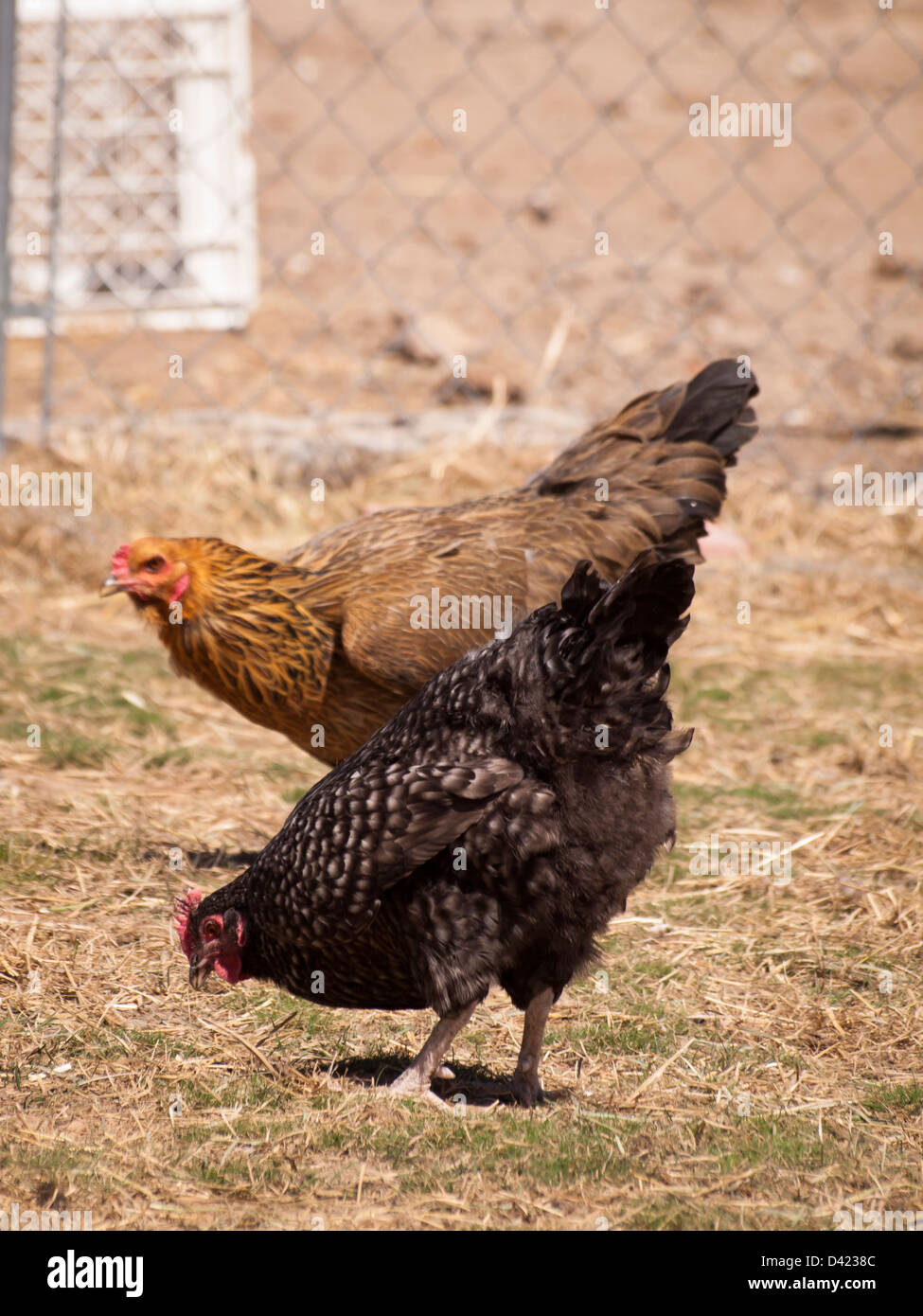 Free range foraging chicken at an organic farm Stock Photo - Alamy