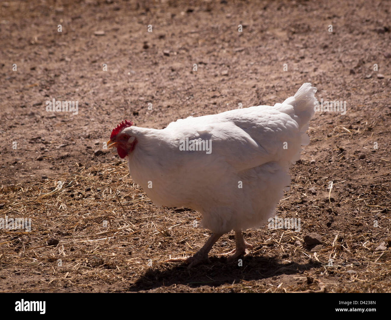 Free range foraging chicken at an organic farm Stock Photo - Alamy