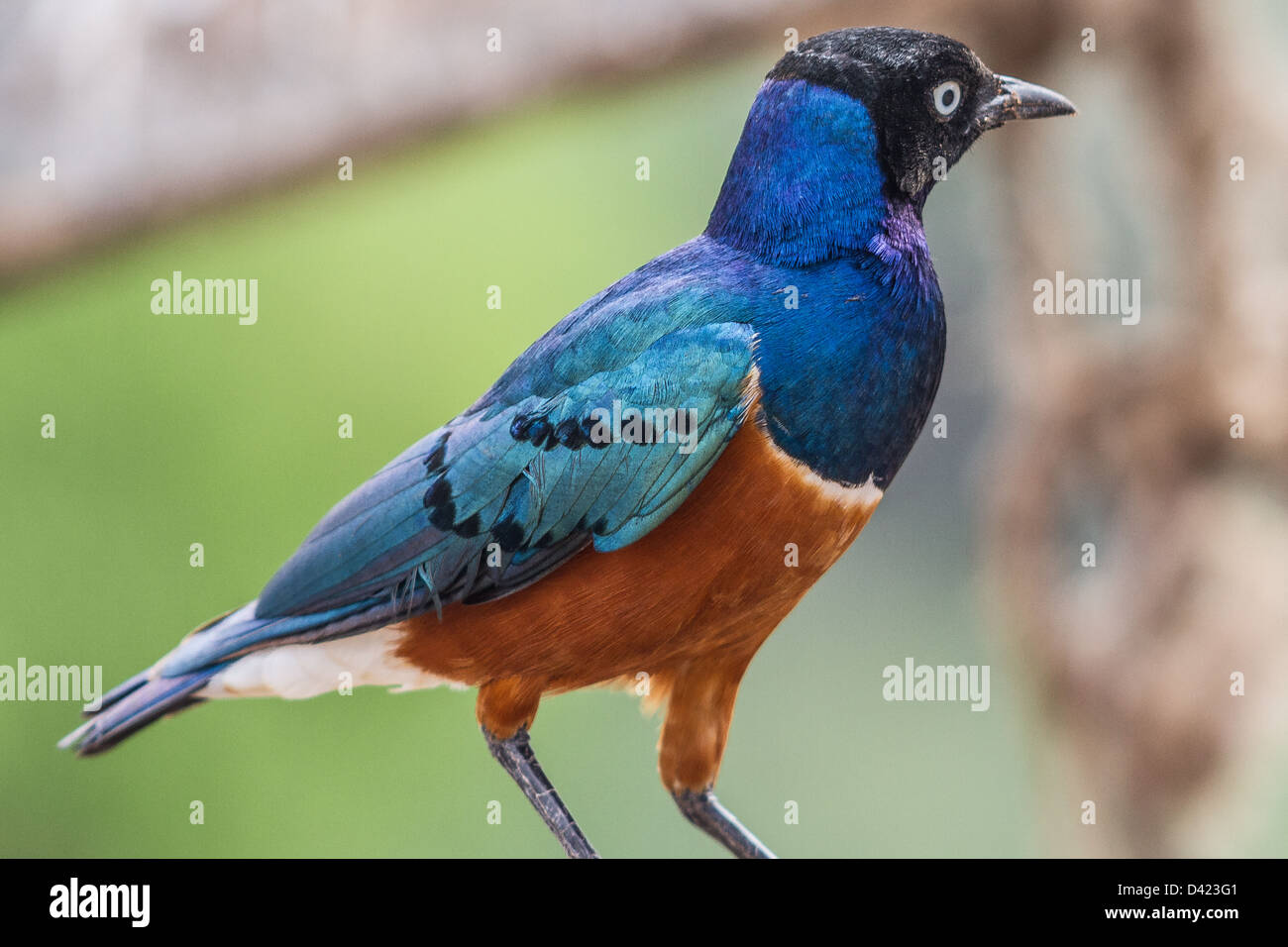 Superb starling hi-res stock photography and images - Alamy