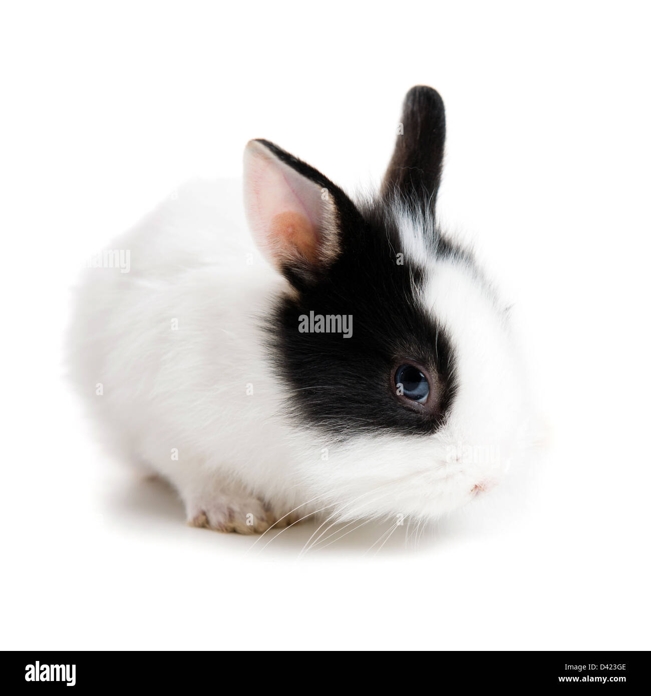 Cute little easter bunny, isolated on white background Stock Photo - Alamy