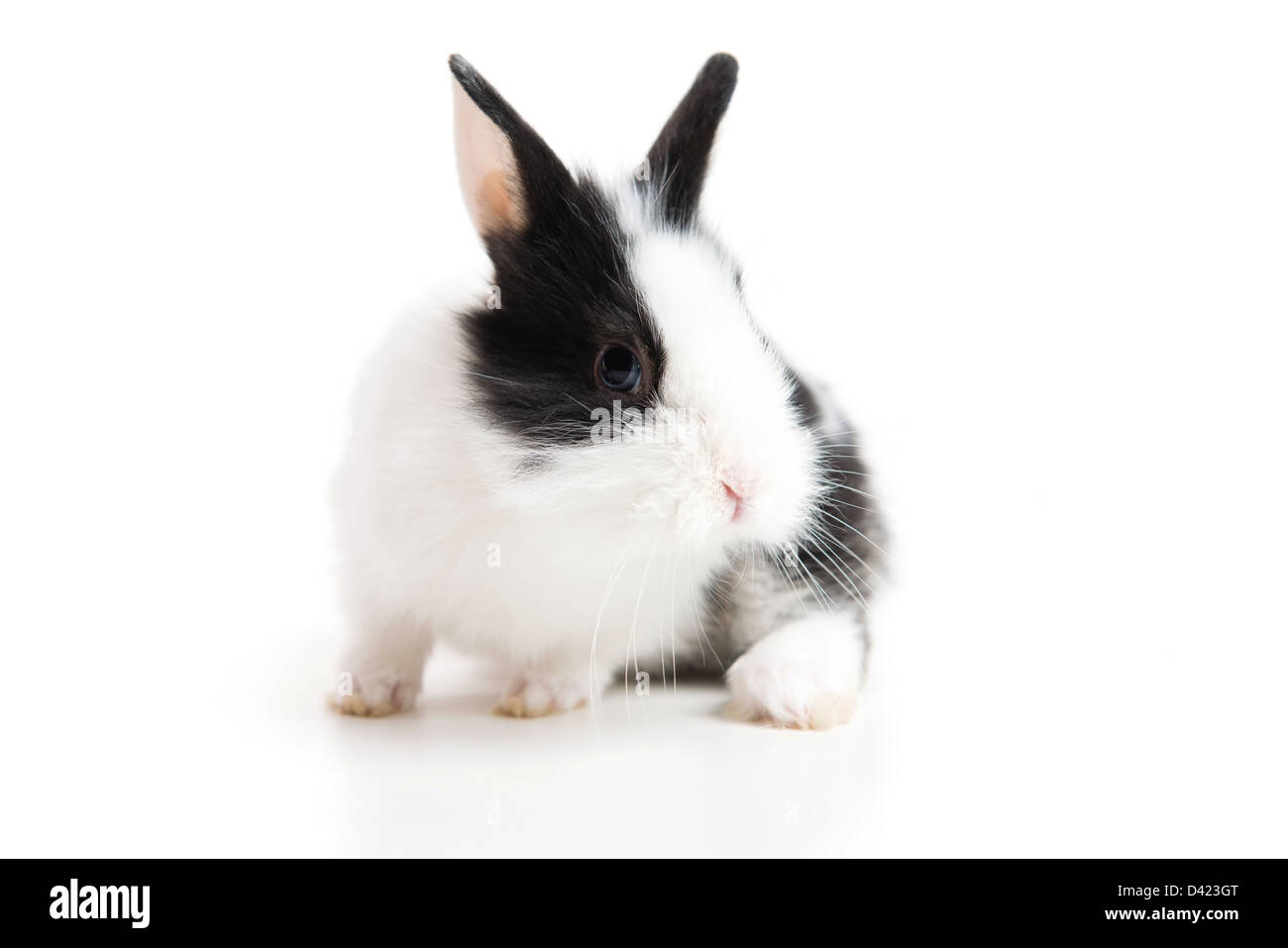Cute little rabbit baby, isolated on white background Stock Photo - Alamy