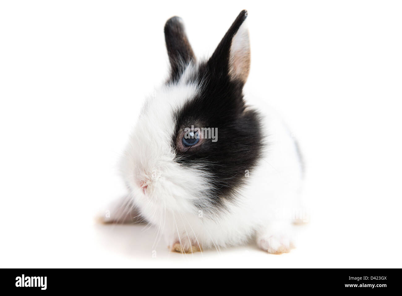 Easter rabbit, isolated on white background Stock Photo - Alamy
