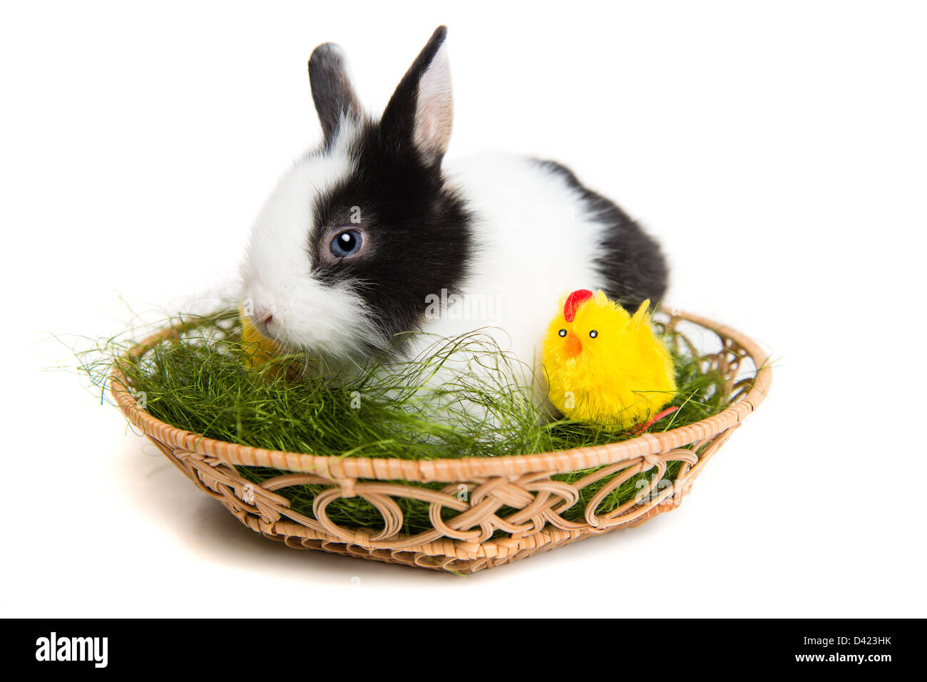 Easter rabbit with chick inside of basket, isolated on white background ...