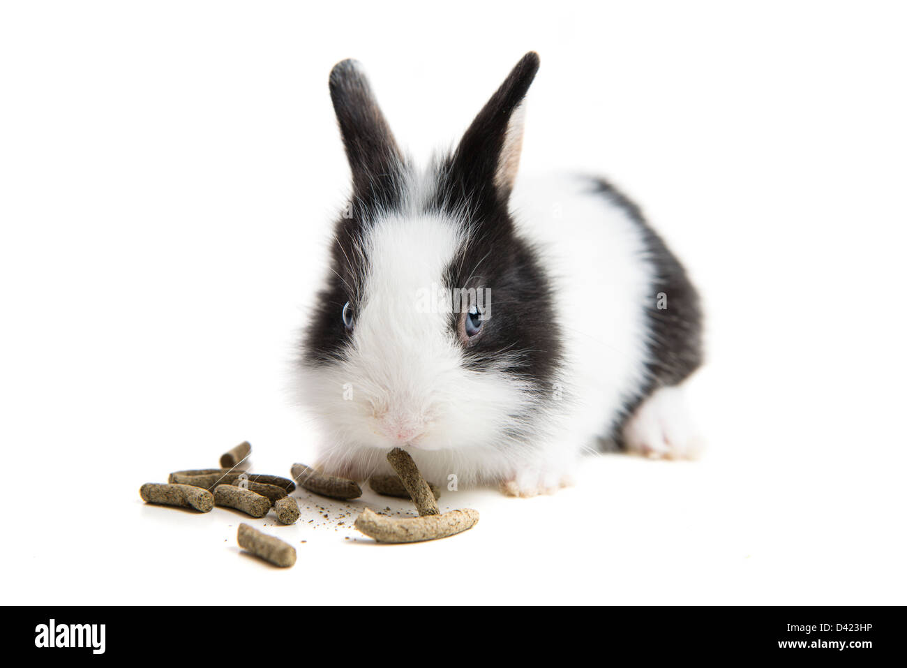 Rabbit eating ration, white background Stock Photo - Alamy