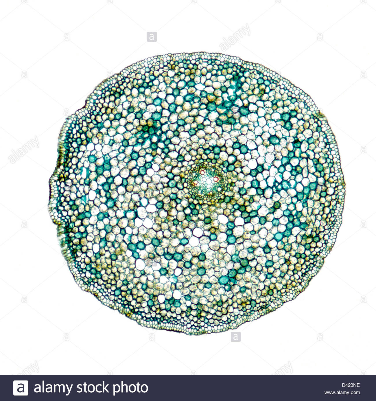 Primary Root Stock Photos & Primary Root Stock Images - Alamy