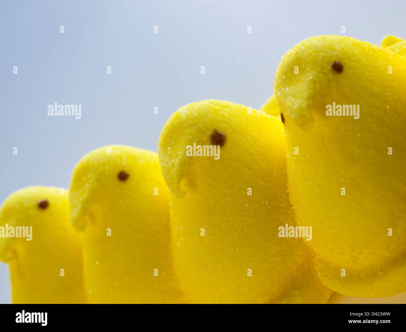 Chicks easter eggs in row hi-res stock photography and images - Alamy