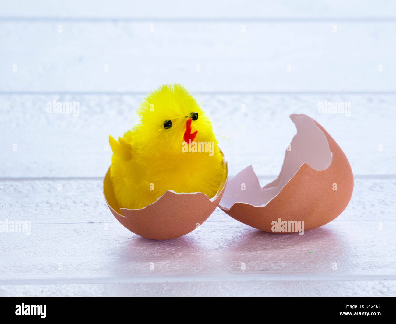 Chicken hatched from shell hi-res stock photography and images - Alamy
