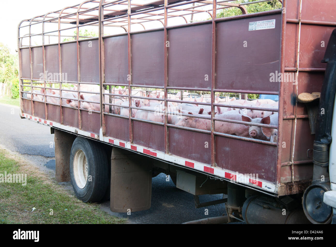 Pig transport truck hi-res stock photography and images - Alamy
