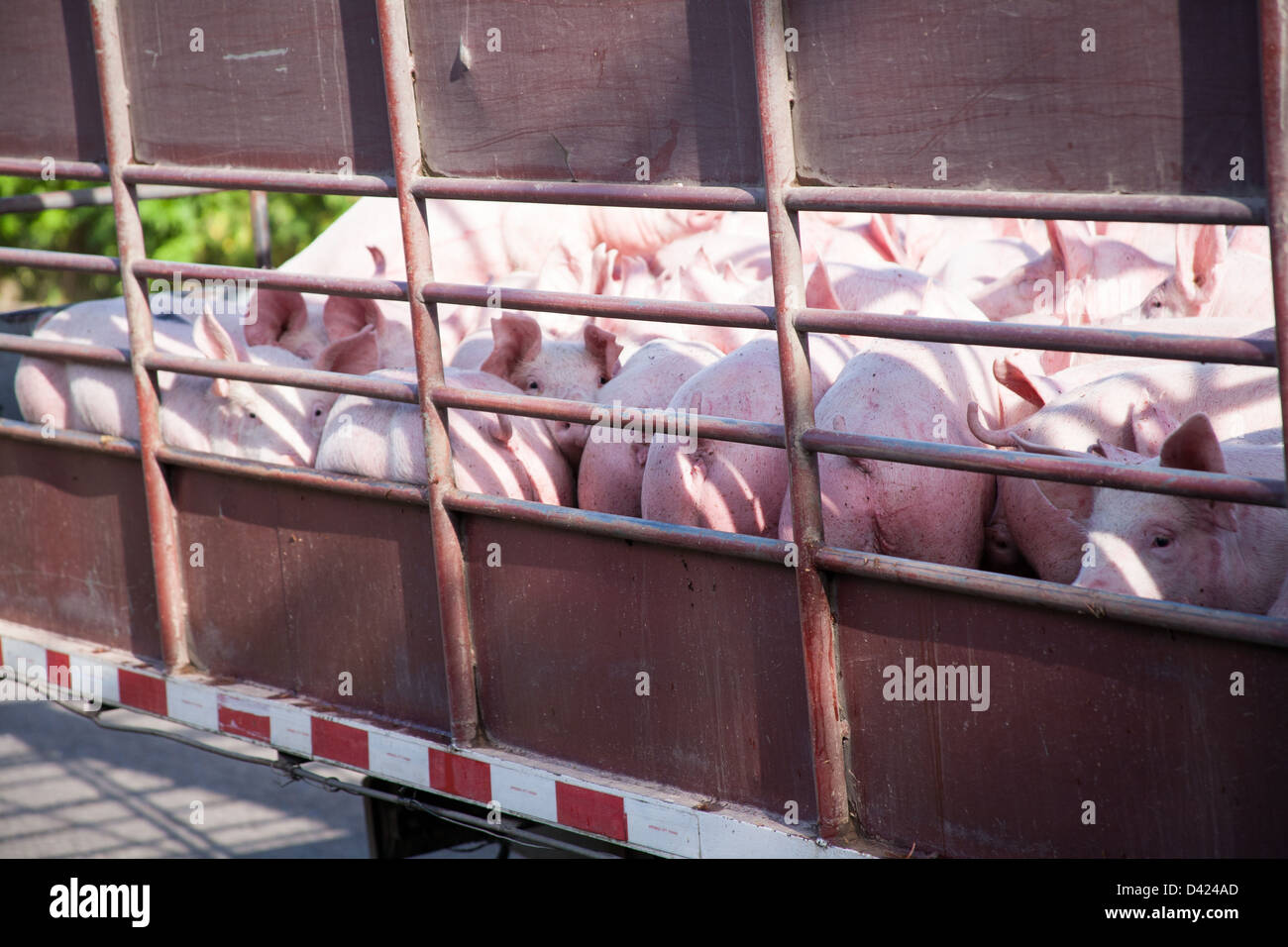 Pigs in the back of a truck Stock Photo - Alamy